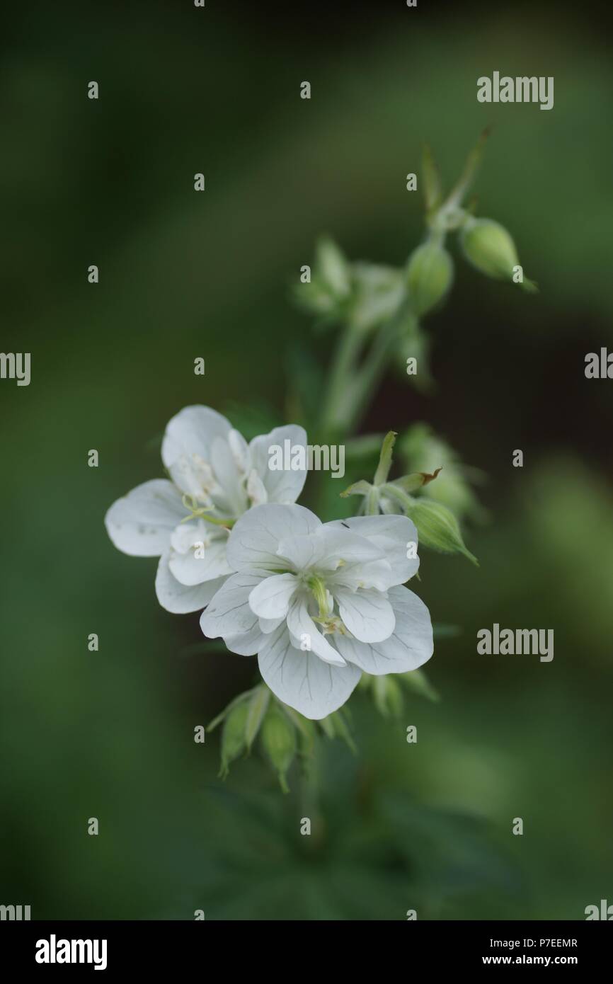 Geranium pratense laura hi-res stock photography and images - Alamy
