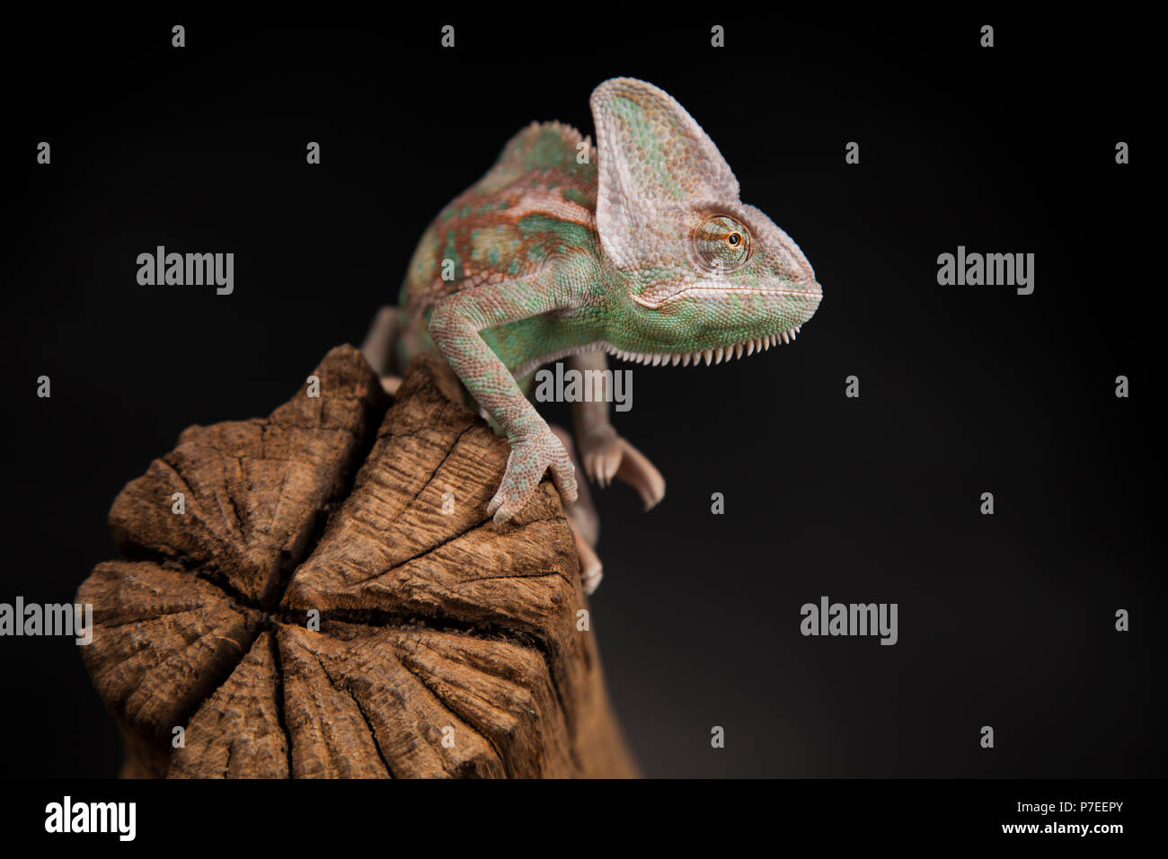 Green chameleon on the root, lizard, black background Stock Photo - Alamy