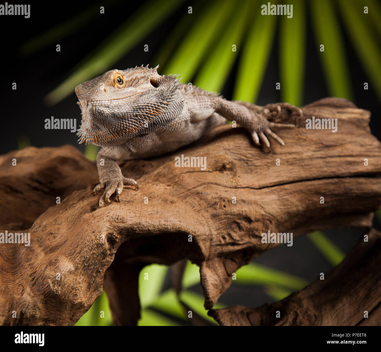Root Bearded Dragon, Agama Lizard Stock Photo - Alamy