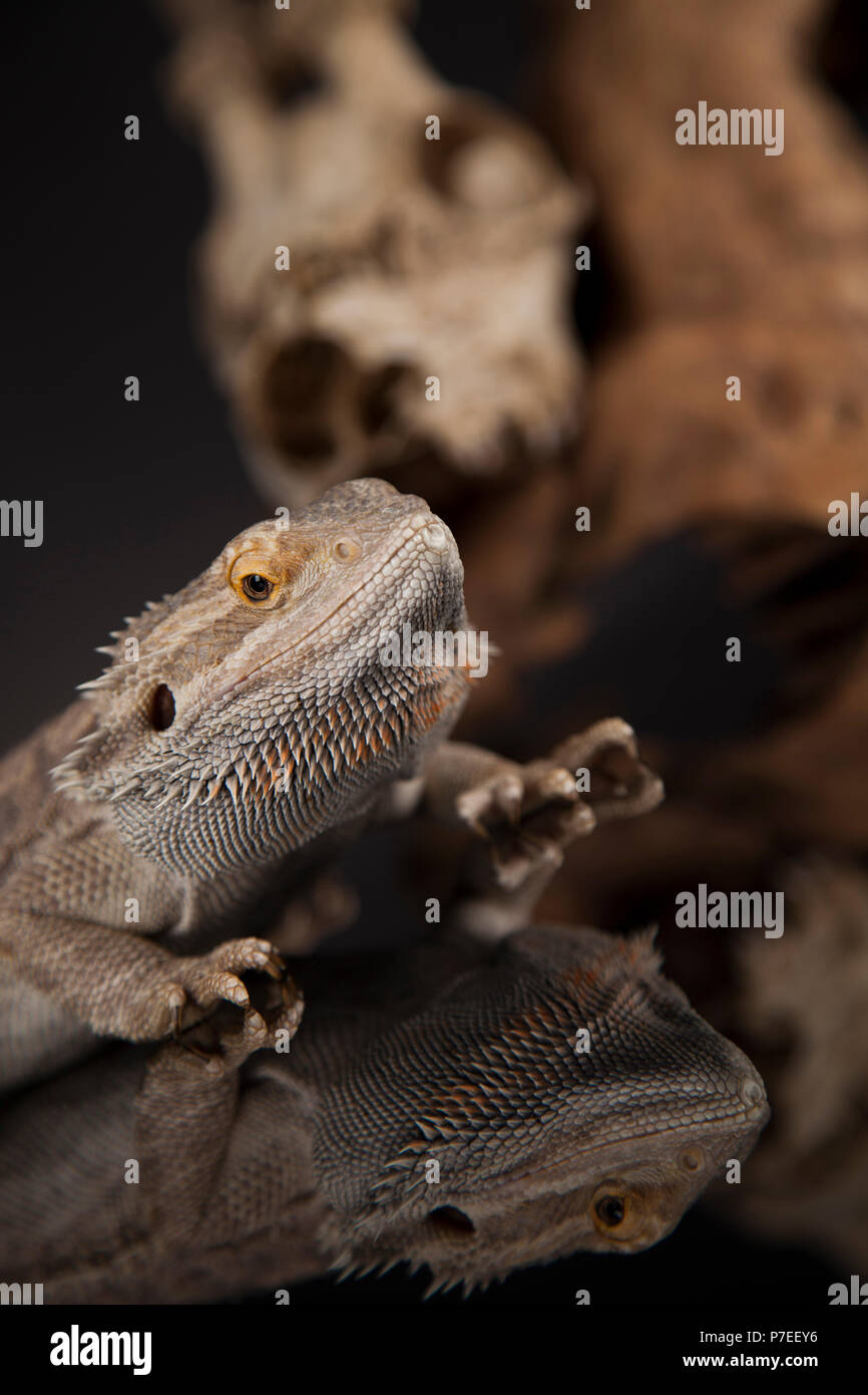 Reptilian skulls hi-res stock photography and images - Alamy