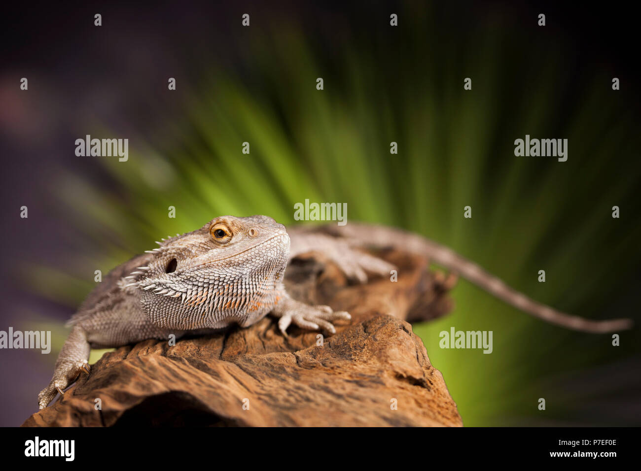 Root Bearded Dragon, Agama Lizard Stock Photo - Alamy