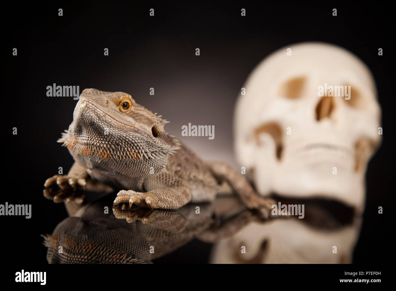 Lizard, skull on black mirror background Stock Photo - Alamy
