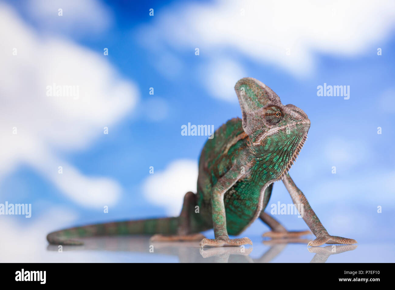 Sky background, reptile, Chameleon lizard Stock Photo - Alamy