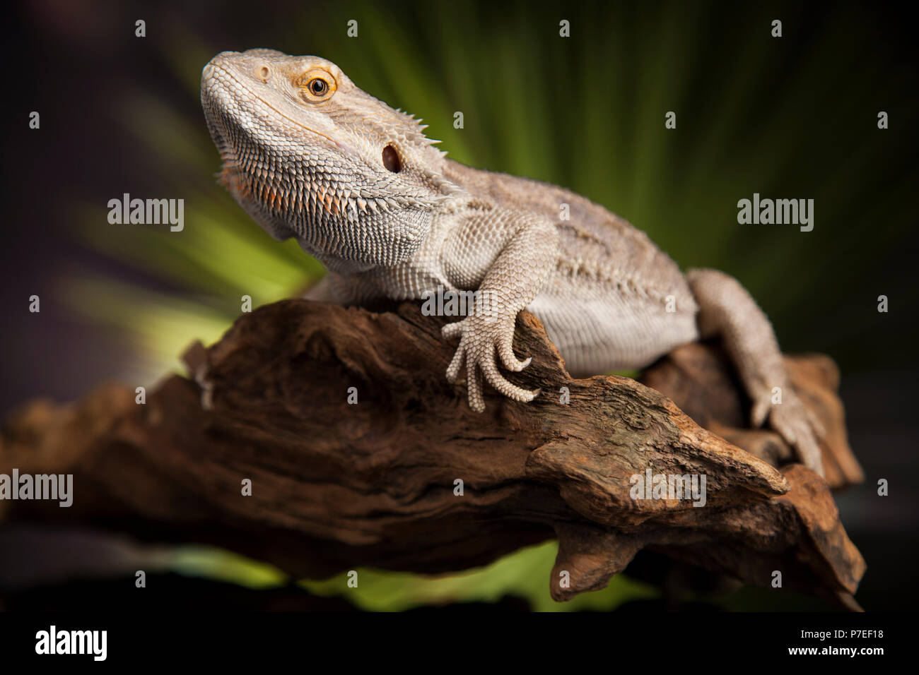 Root Bearded Dragon, Agama Lizard Stock Photo - Alamy