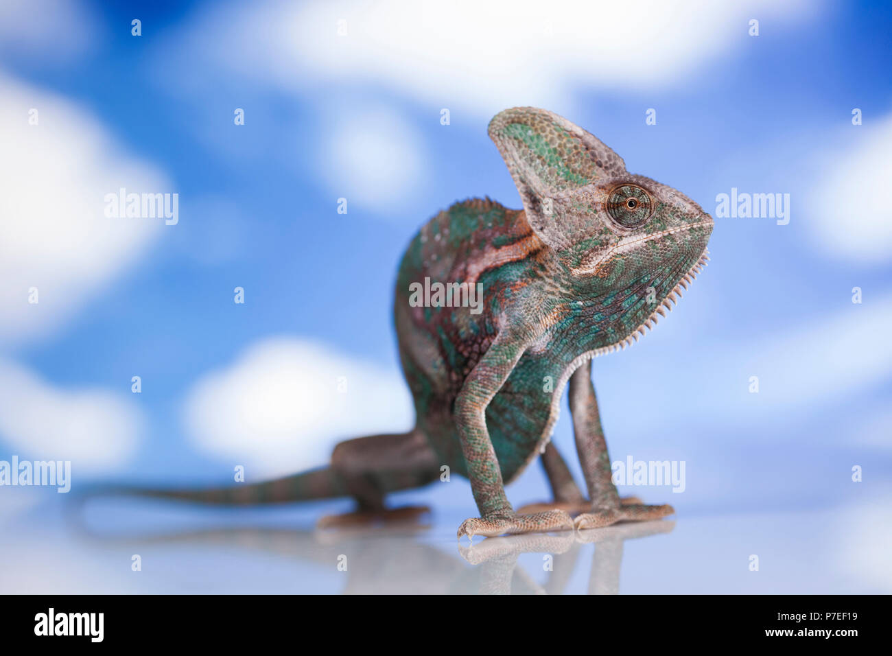 Sky background, reptile, Chameleon lizard Stock Photo - Alamy