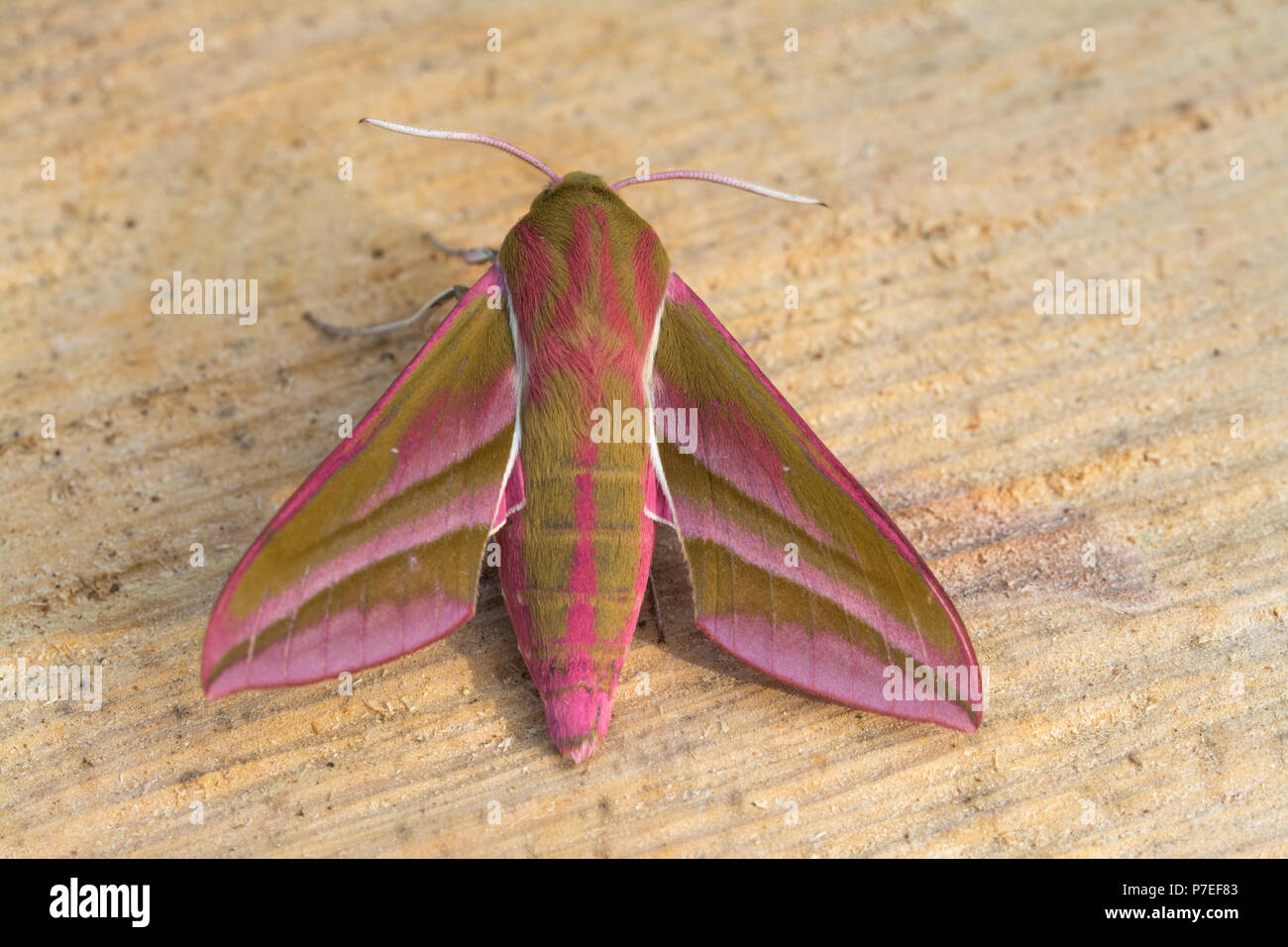 A stunning elephant hawk-moth (Deilephila elpenor), UK Stock Photo - Alamy