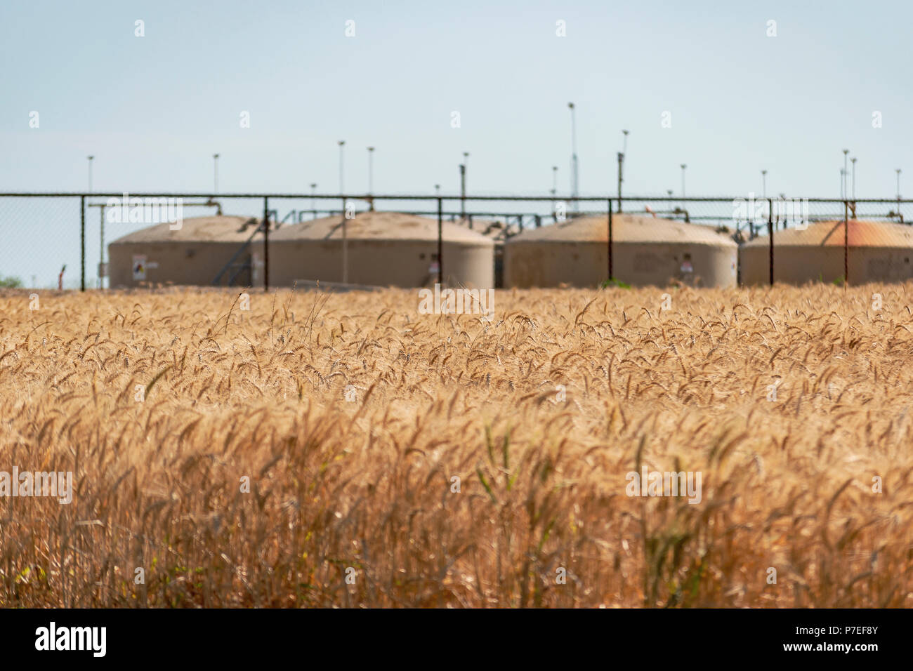 Beautiful capture of wheat blowing in the wind Stock Photo - Alamy