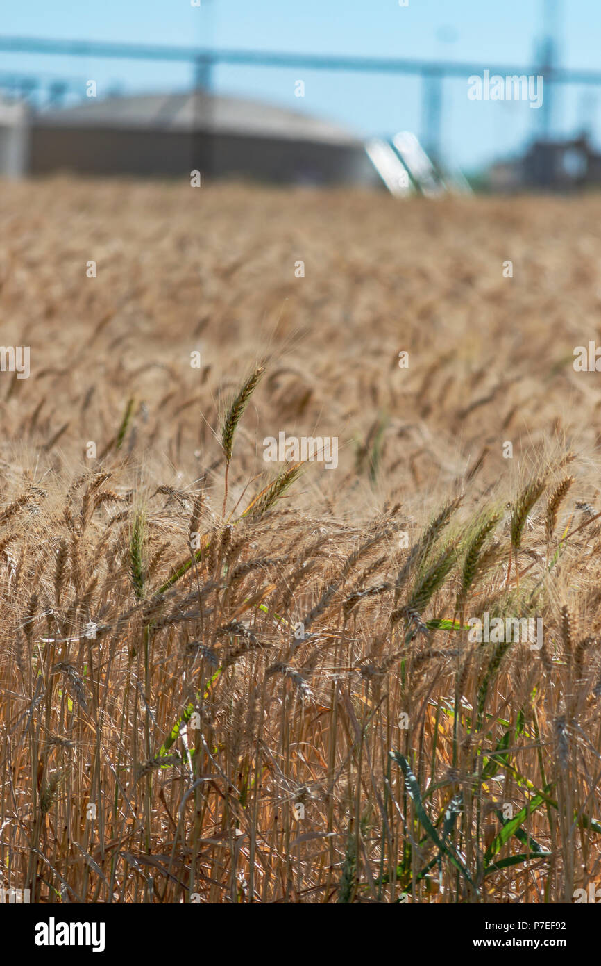 Wheat blowing in the wind hi-res stock photography and images - Alamy