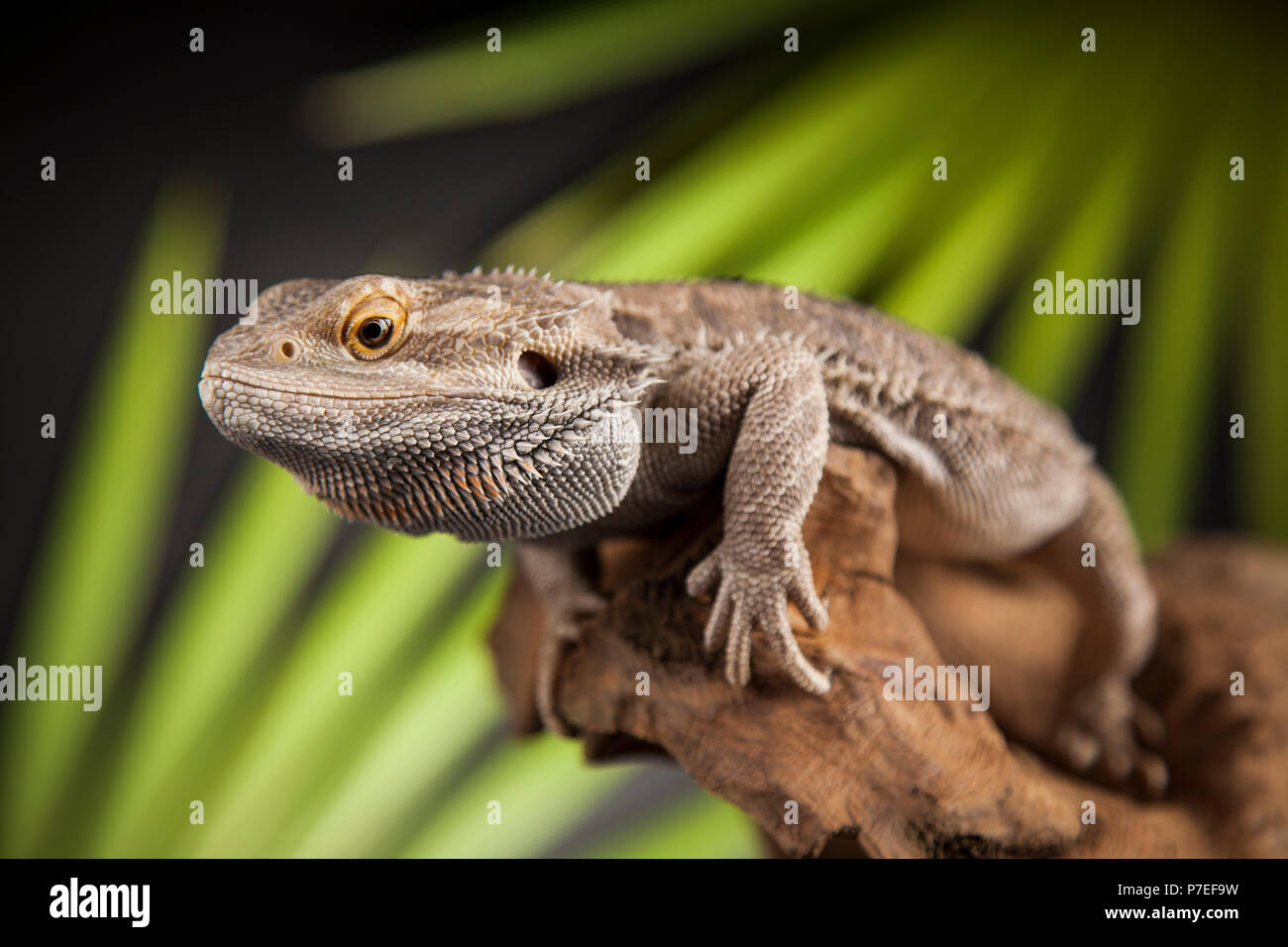 Root Bearded Dragon, Agama Lizard Stock Photo - Alamy