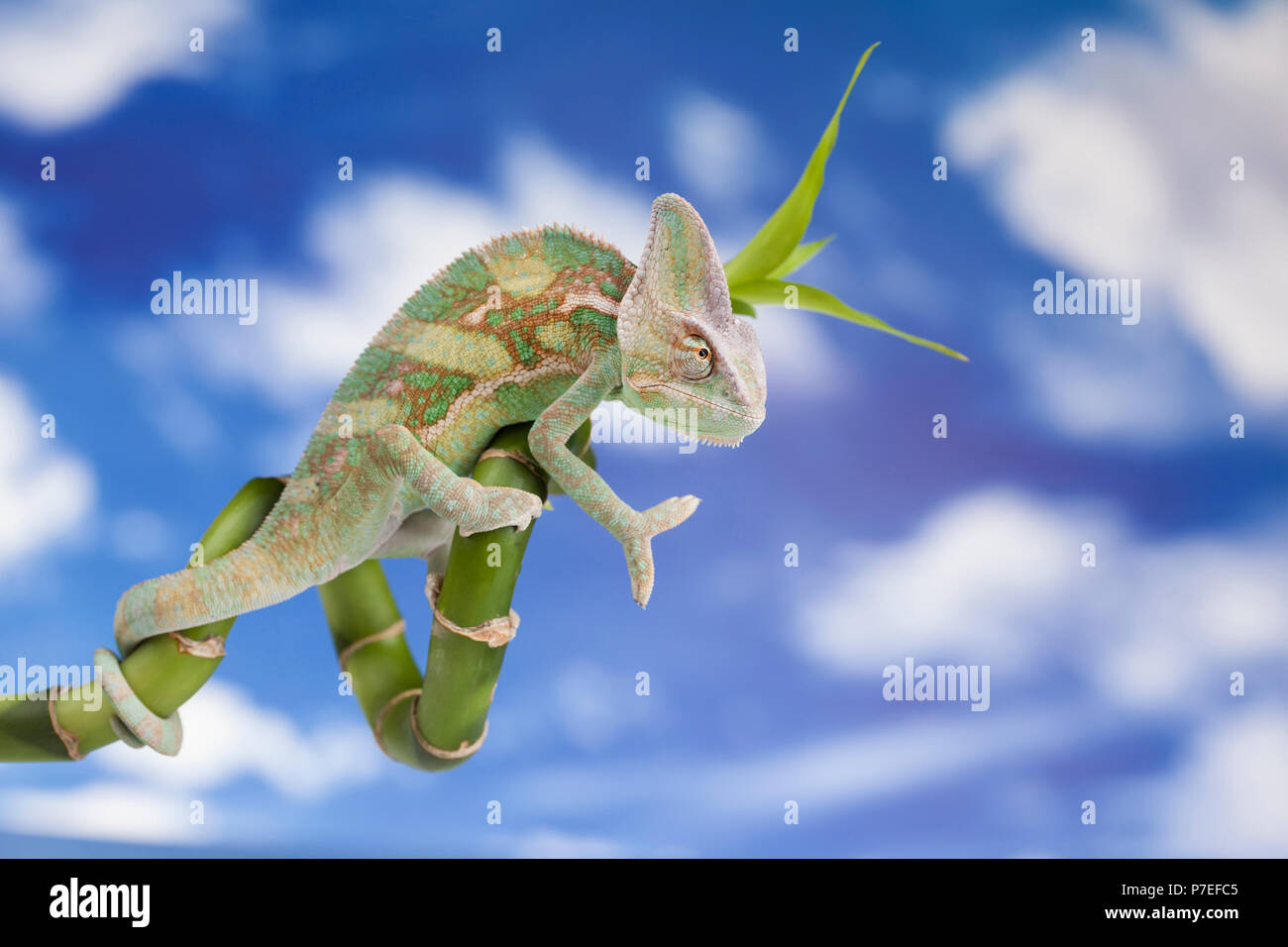 Green chameleon,lizard on sky background Stock Photo - Alamy