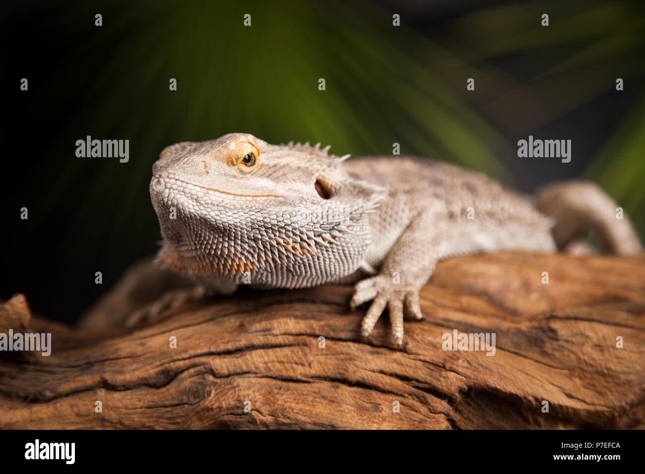 Root Bearded Dragon, Agama Lizard Stock Photo - Alamy