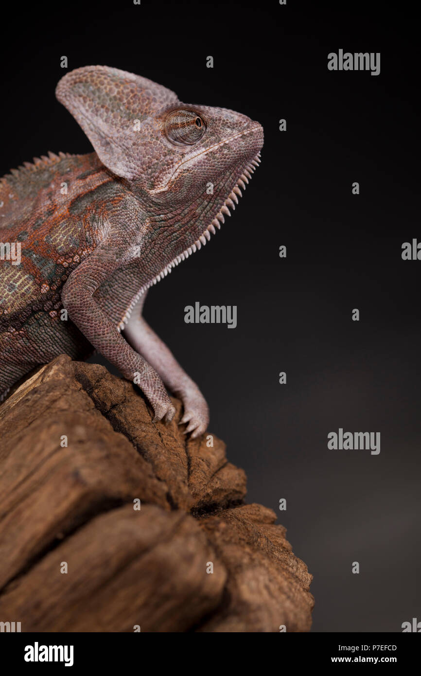Green chameleon on the root, lizard, black background Stock Photo - Alamy