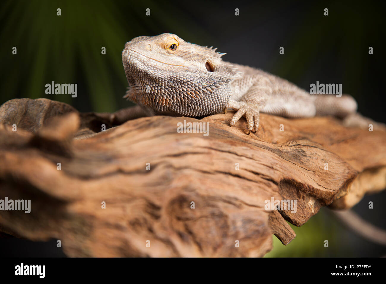 Root Bearded Dragon, Agama Lizard Stock Photo - Alamy