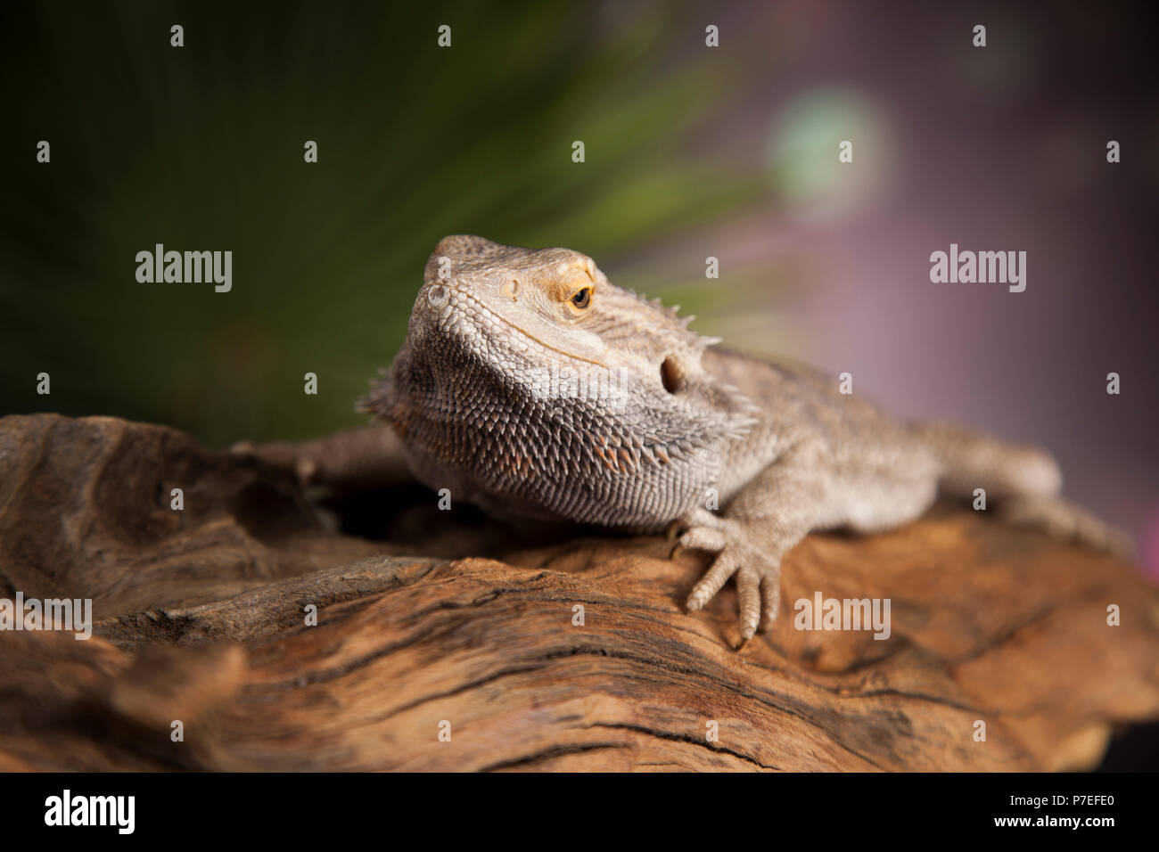 Root Bearded Dragon, Agama Lizard Stock Photo - Alamy