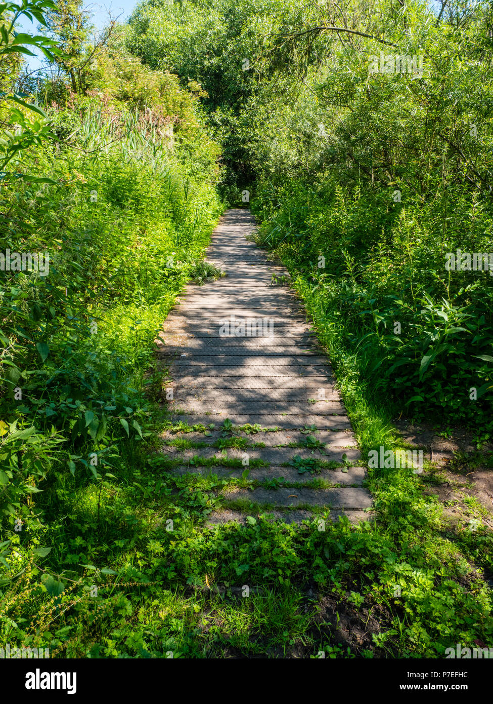 Thames Path, Footpath nr Moulsford, Oxfordshire, England, UK, GB Stock ...