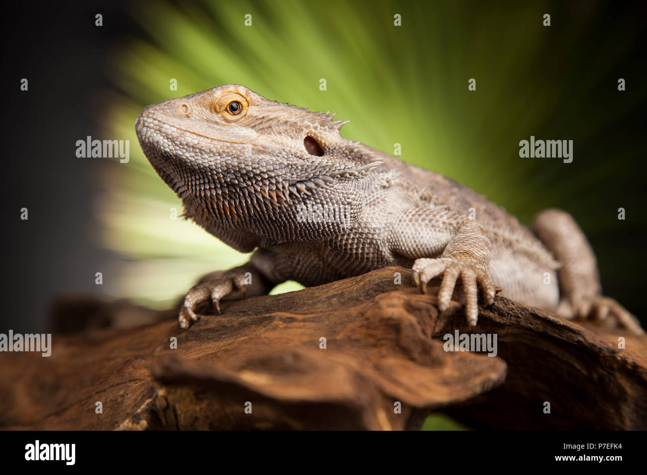 Root Bearded Dragon, Agama Lizard Stock Photo - Alamy