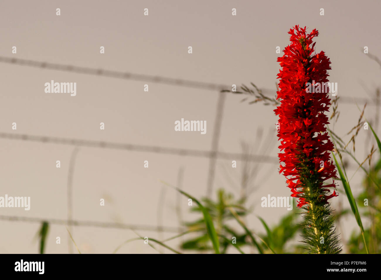 Red flower in field hi-res stock photography and images - Alamy