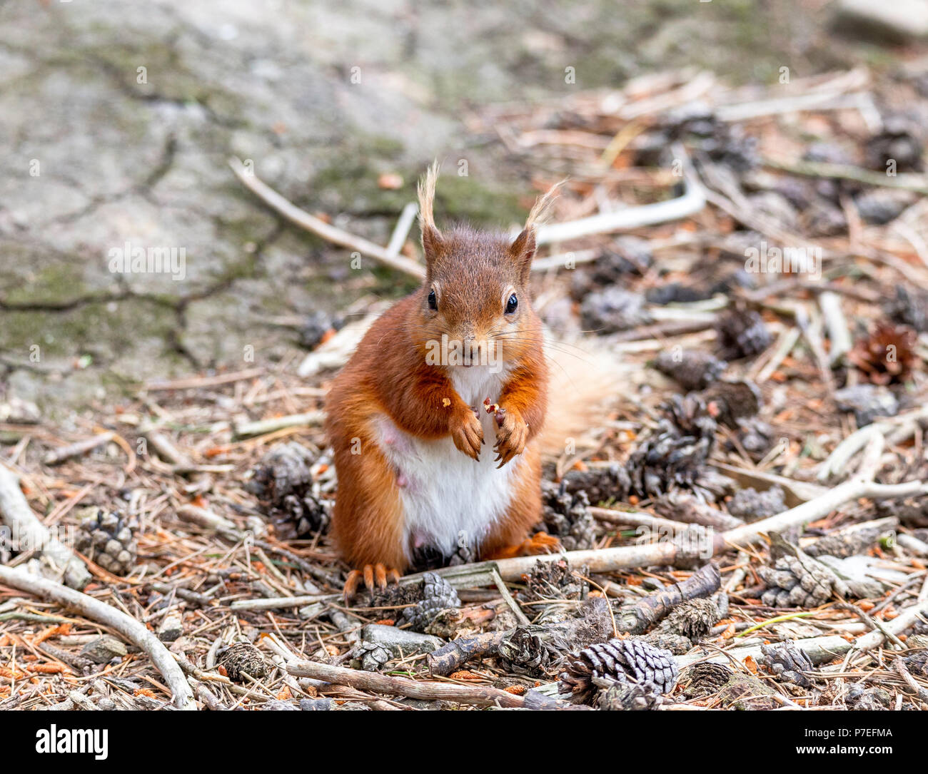 Red squirrel england hi-res stock photography and images - Alamy