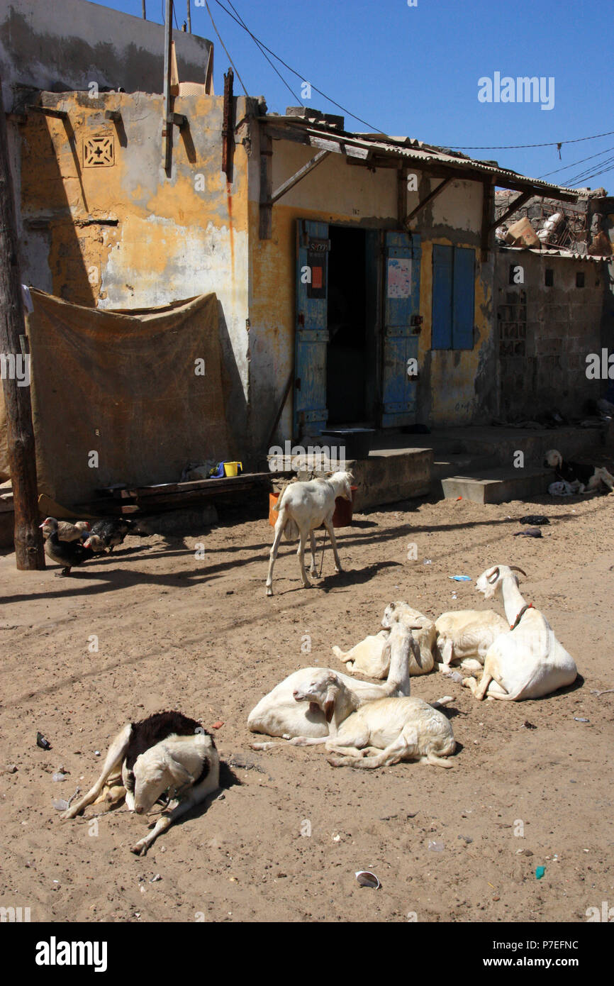 Animals in slums hi-res stock photography and images - Alamy