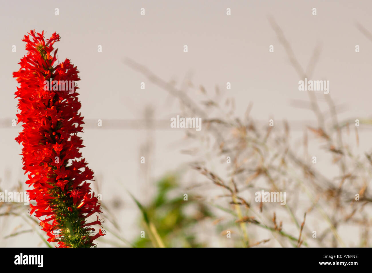 Red flower in field hi-res stock photography and images - Alamy