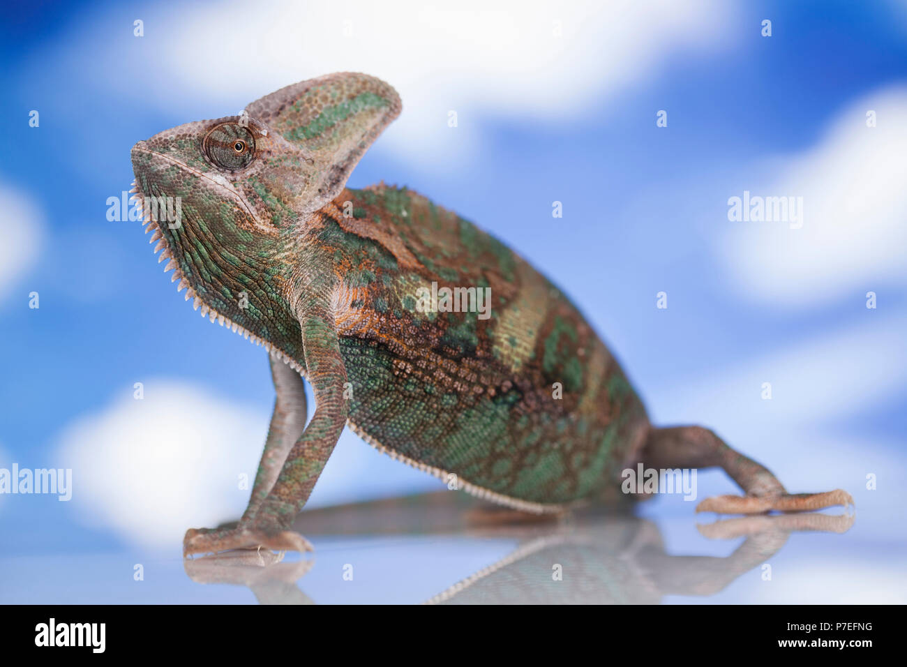 Sky background, reptile, Chameleon lizard Stock Photo - Alamy