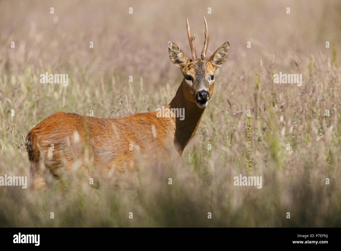 Roebuck wildlife hi-res stock photography and images - Alamy
