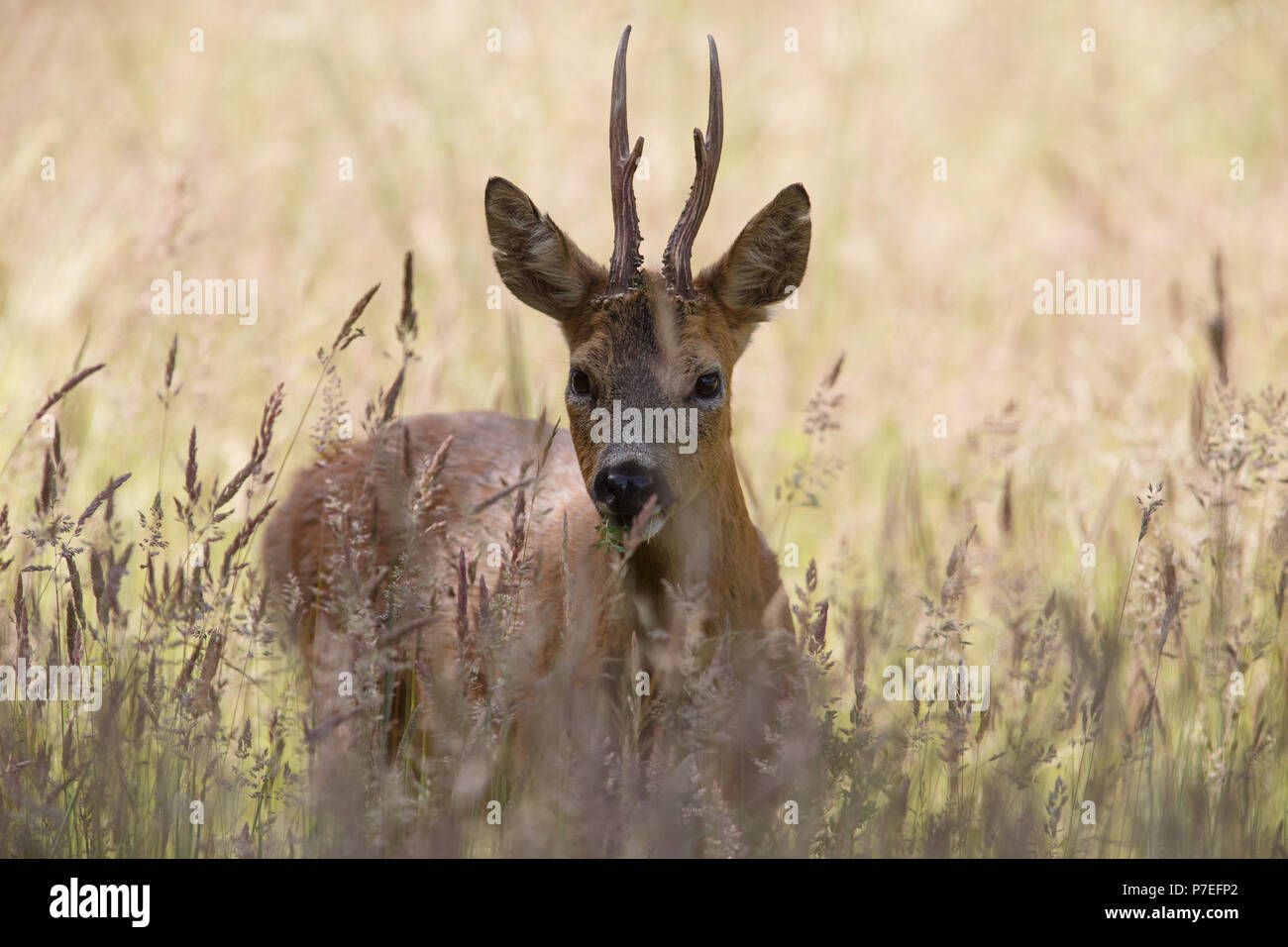 Animal summer england hi-res stock photography and images - Alamy