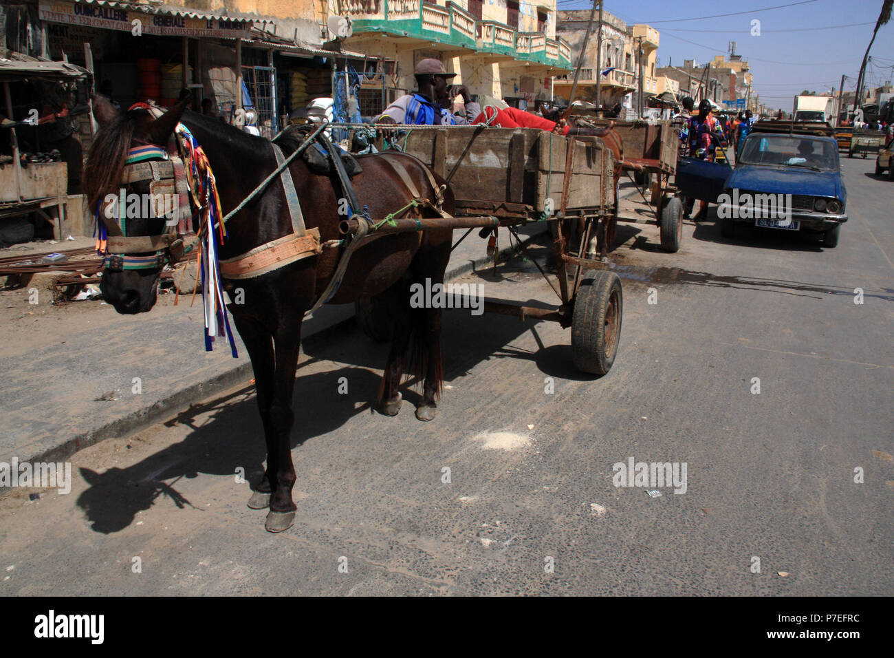 African cart horses hi-res stock photography and images - Alamy