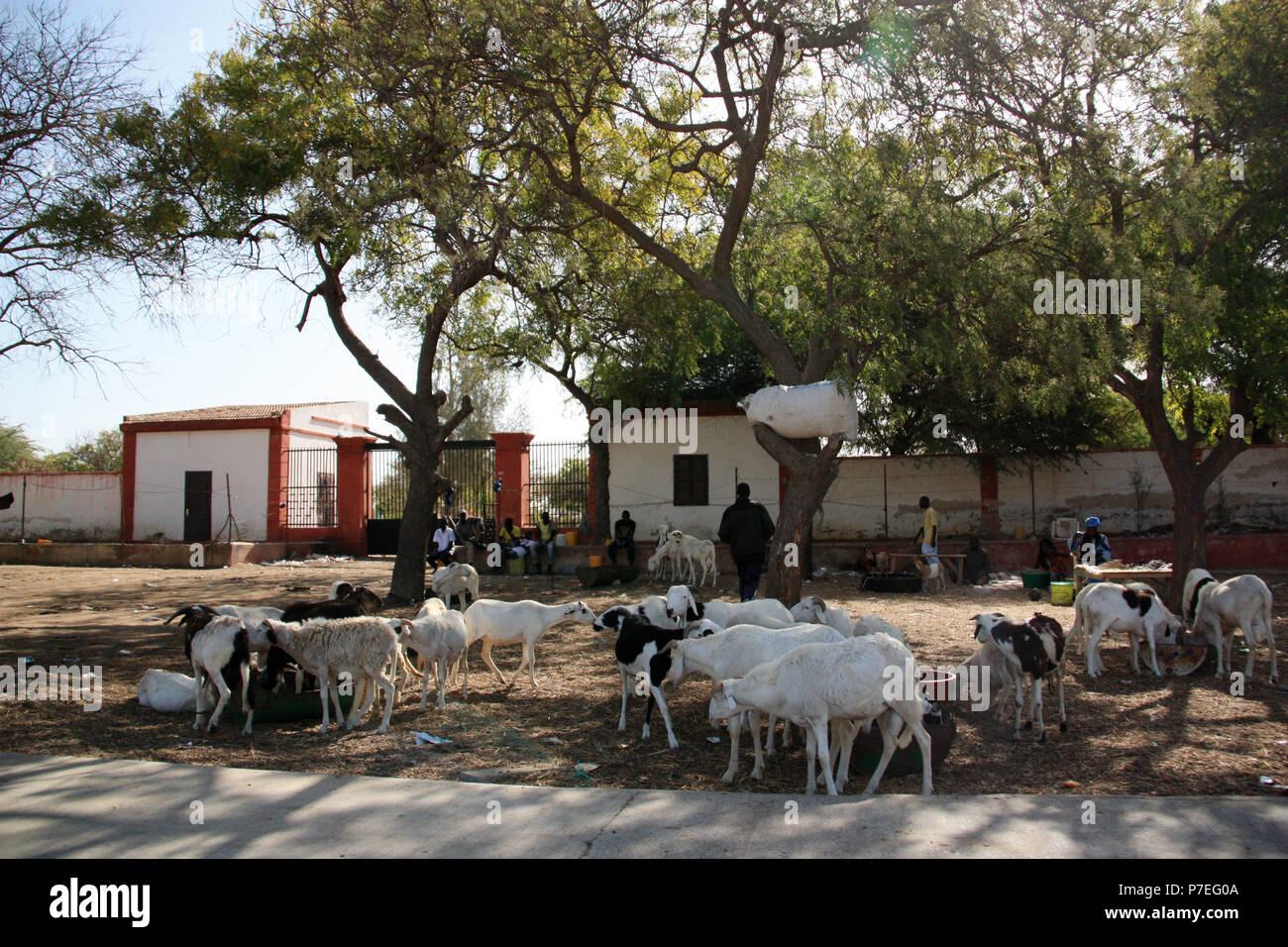 Shepherd and a herd of goats next to the road near Saint-Louis-du ...