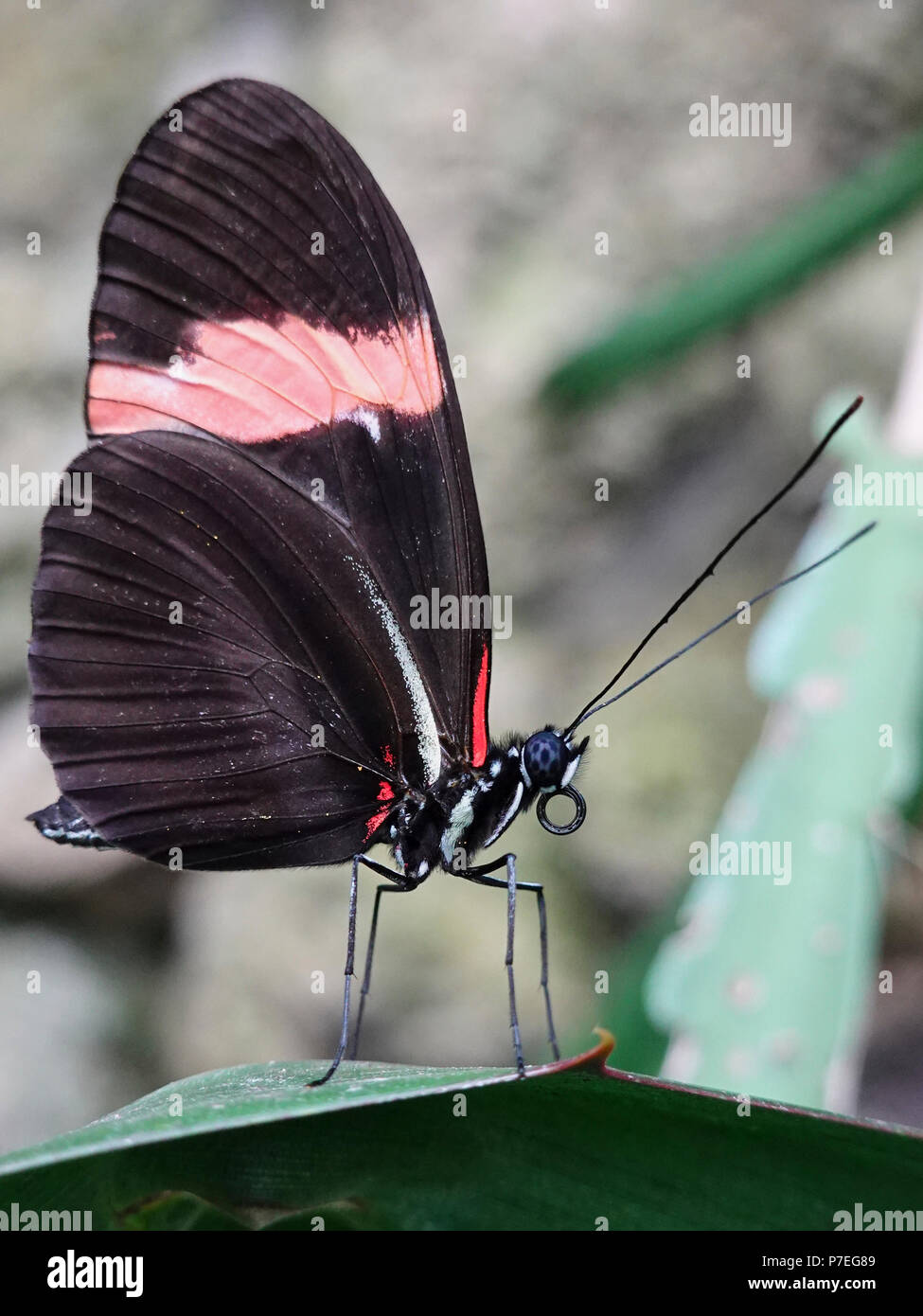 Heliconius erato small postman butterfly red passion flower butterfly ...
