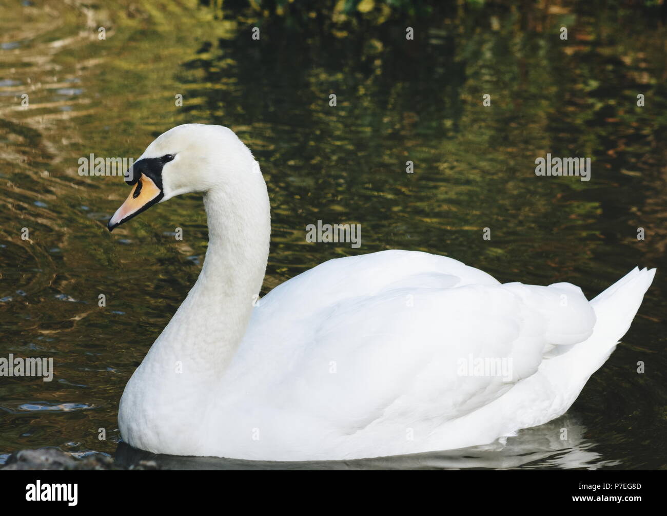 Close up beautiful mute hi-res stock photography and images - Alamy