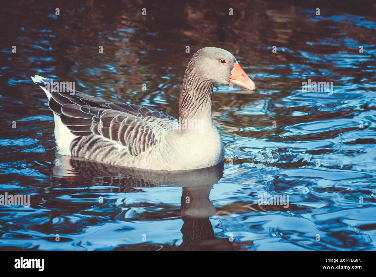 The greylag goose is a species of large goose in the waterfowl family ...