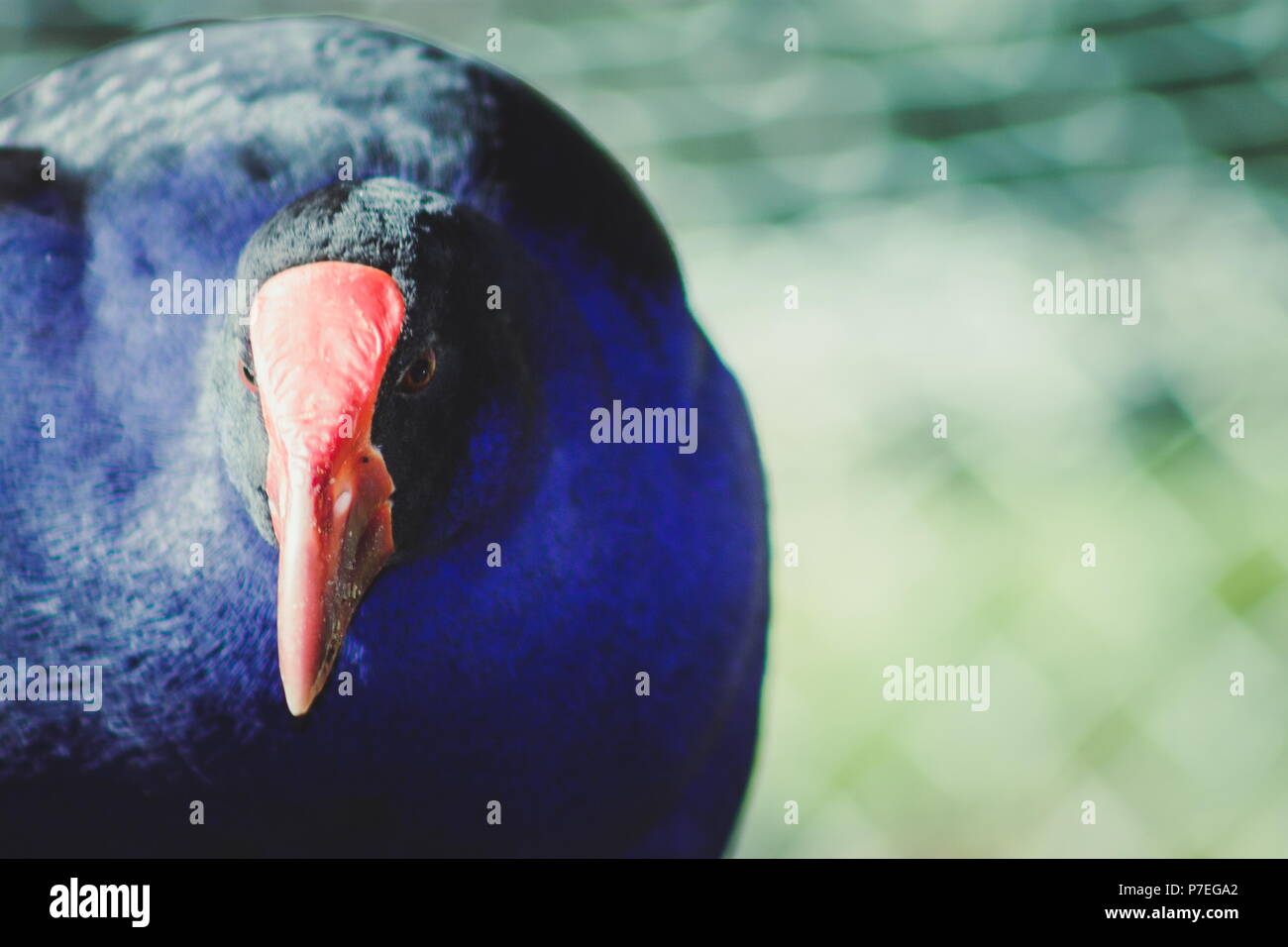Close up image of a New Zealand Takahe Stock Photo - Alamy
