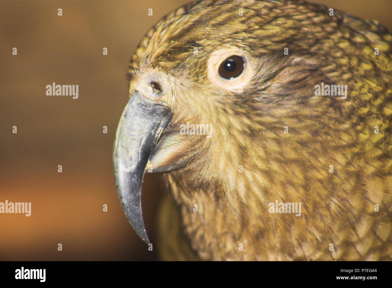 Kea close up hi-res stock photography and images - Alamy