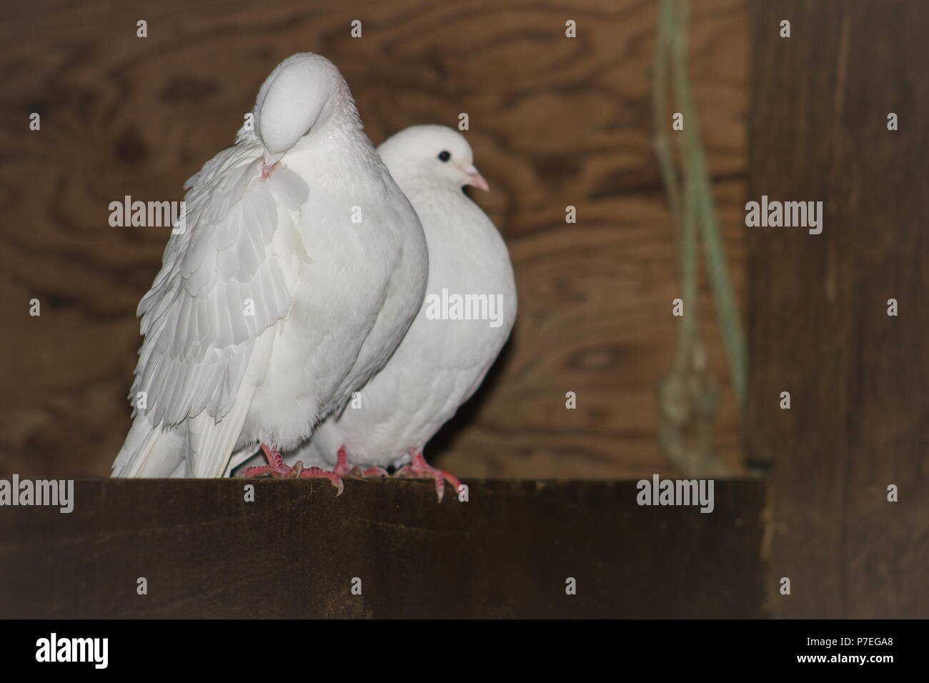 Domestic doves hi-res stock photography and images - Alamy