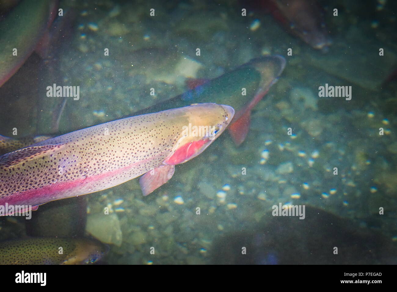 Close up image of a New Zealand Rainbow Trout in fresh water with copy ...