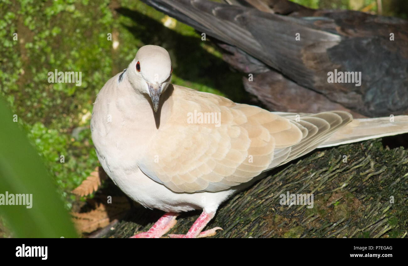 White dove streptopelia risoria hi-res stock photography and images - Alamy