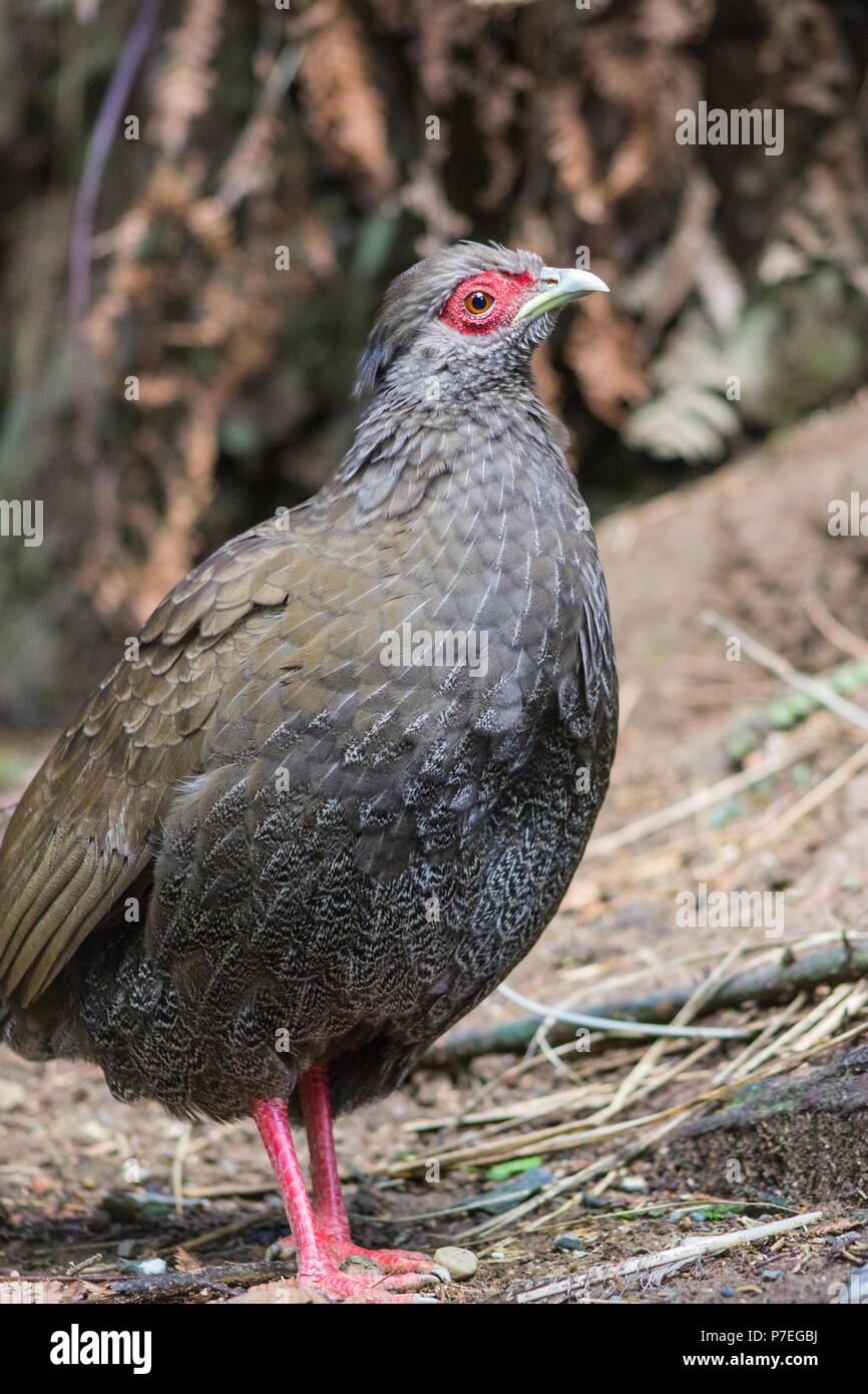 White Pheasant Bird High Resolution Stock Photography and Images - Alamy