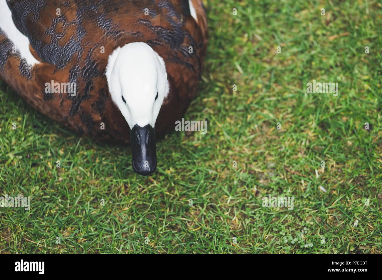 Paradise shelduck duck bird hi-res stock photography and images - Alamy