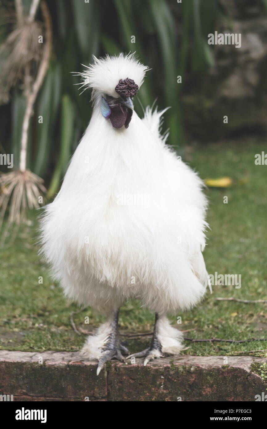 Fluffy head chicken hi-res stock photography and images - Alamy