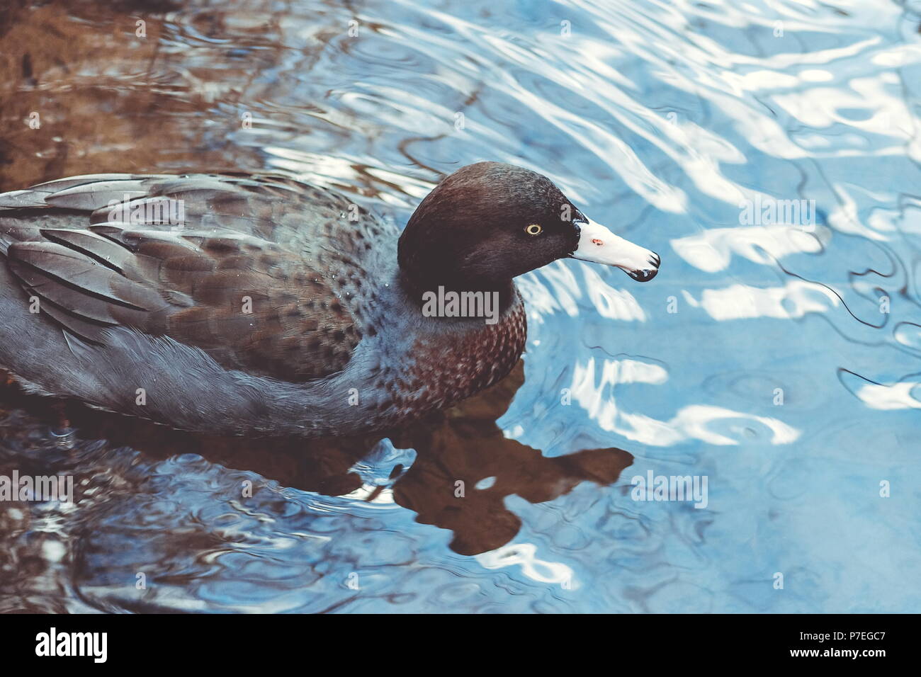 Native new zealand duck hi-res stock photography and images - Alamy