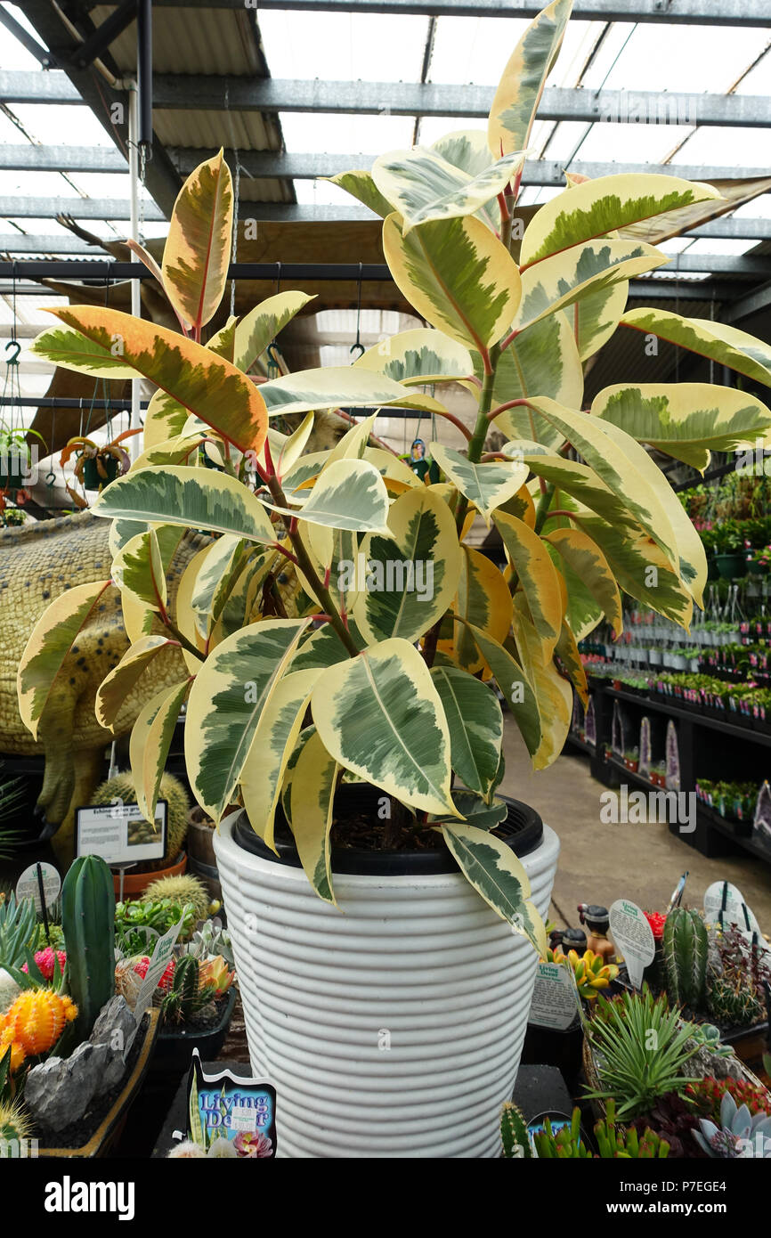 Ficus White Lightning plants growing in a pot Stock Photo - Alamy