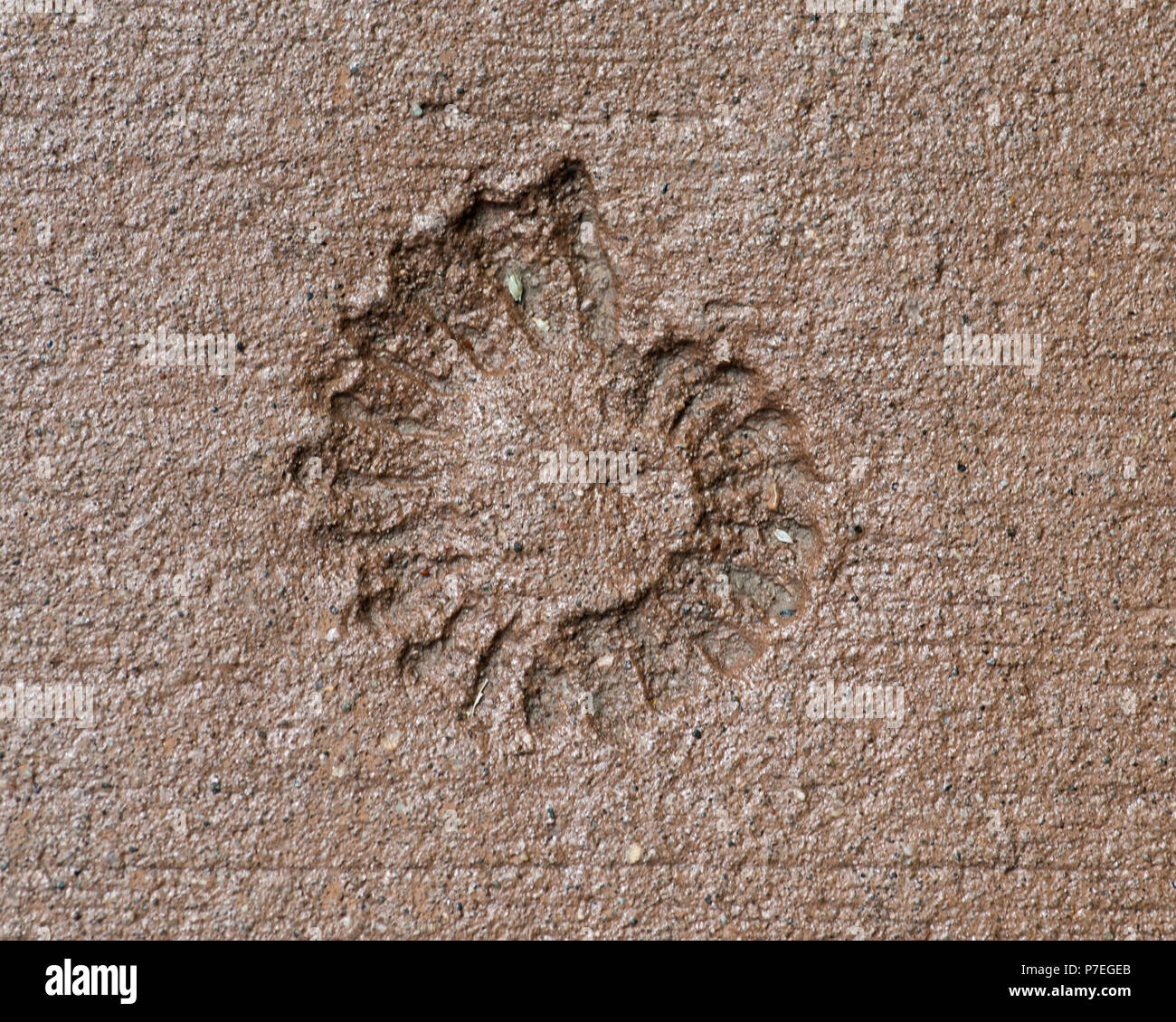 Close up of ammonite fossil imprint set by kids in concrete floor ...
