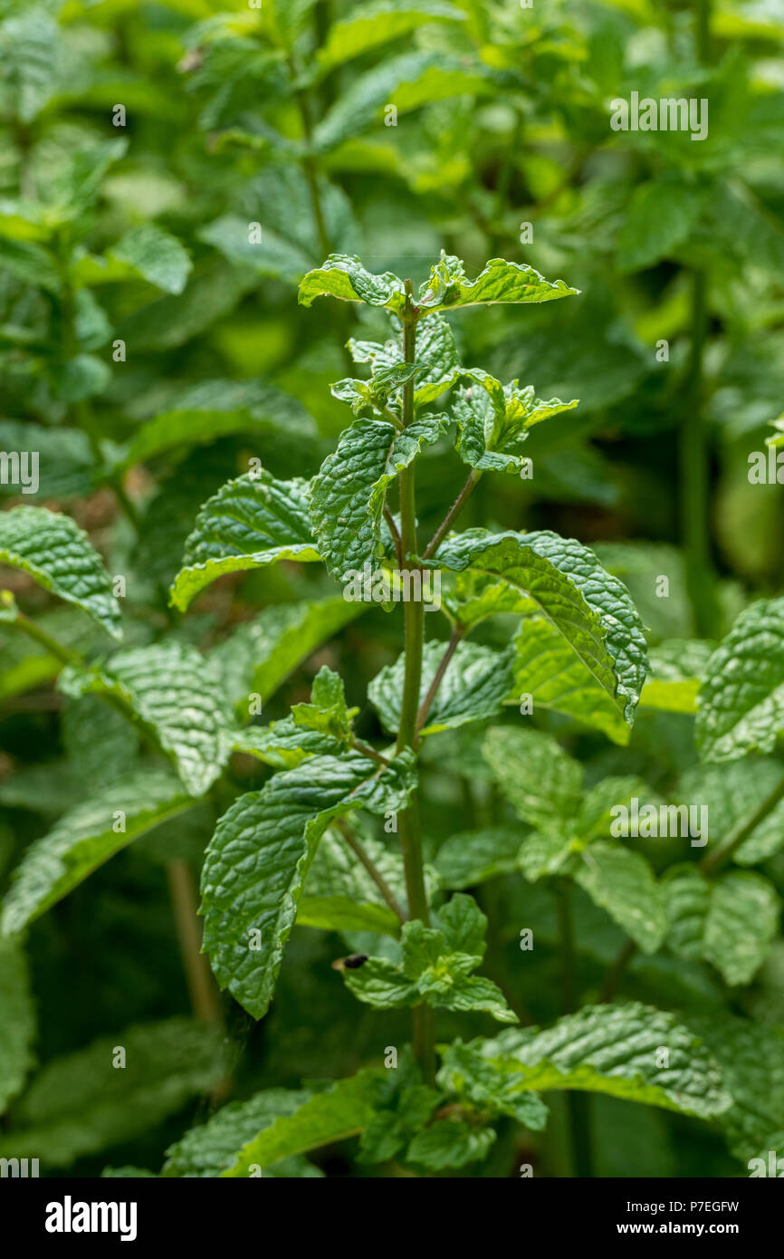 Fresh mint plant growing in a garden Stock Photo - Alamy