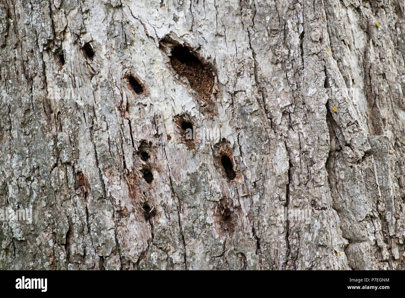 Texture of an old grey tree with holes made by wasps Stock Photo - Alamy