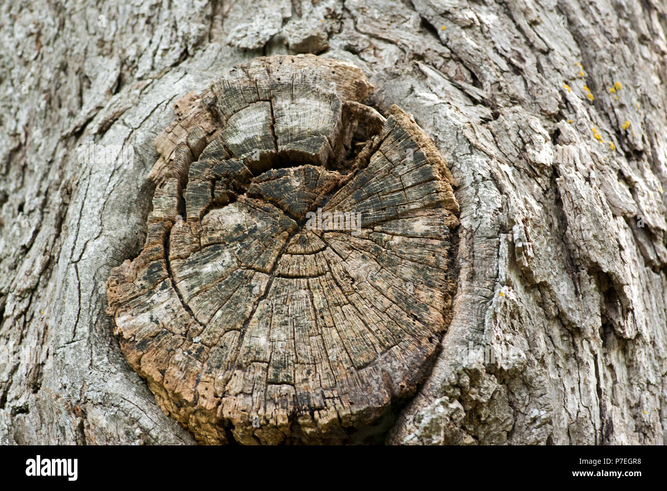 Callus after pruning hi-res stock photography and images - Alamy