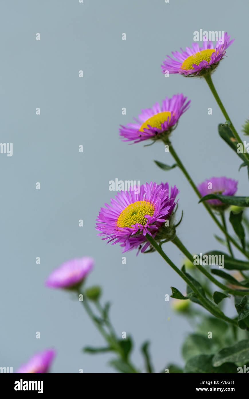 marguerite daisy flowers Stock Photo - Alamy