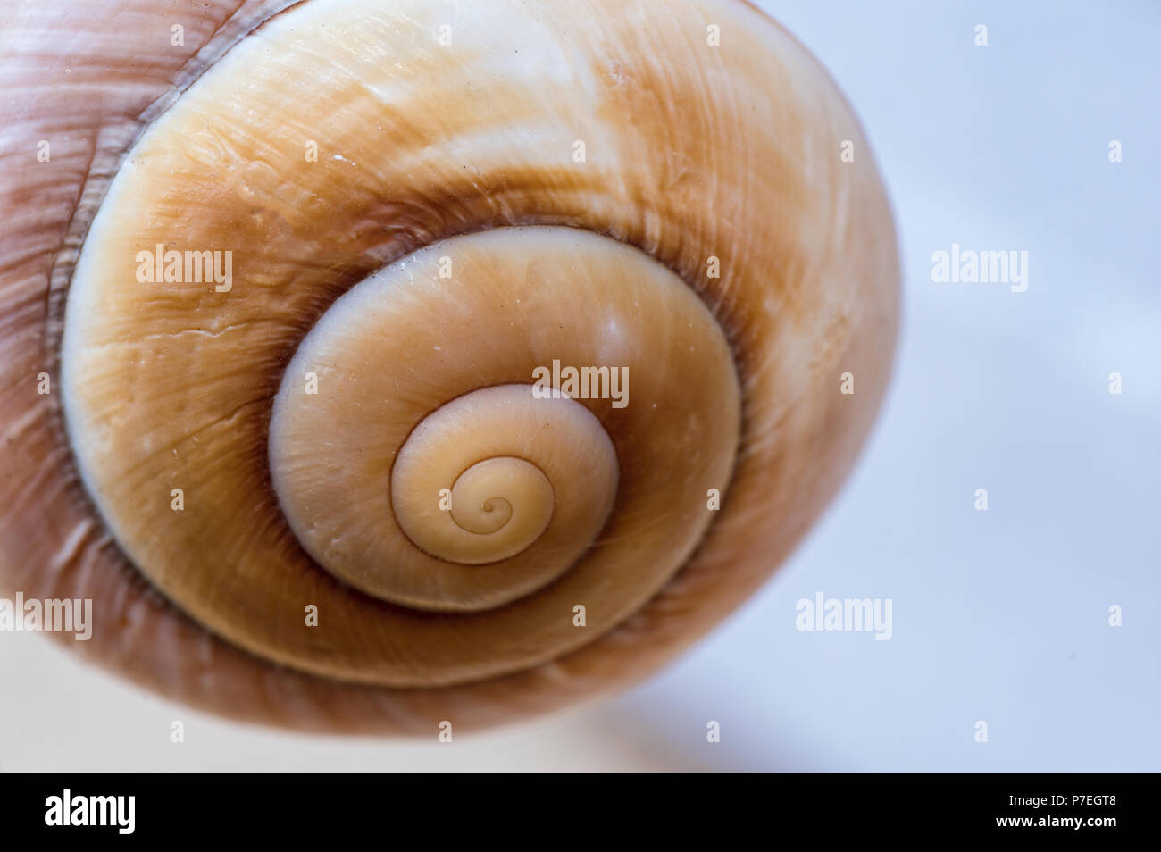 Curly shell hi-res stock photography and images - Alamy