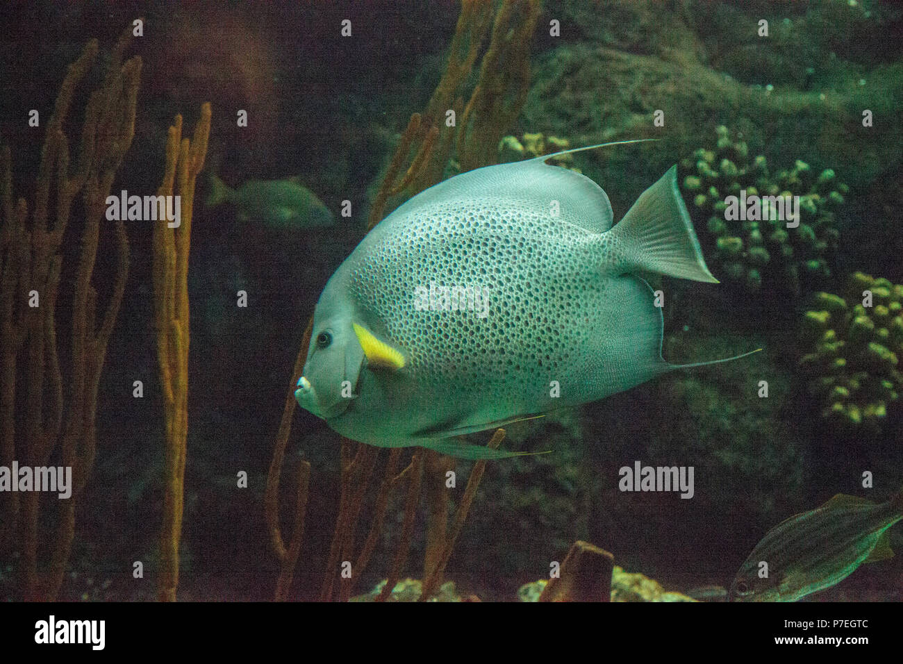 Grey Angelfish Pomacanthus Arcuatus Stock Photos & Grey Angelfish ...