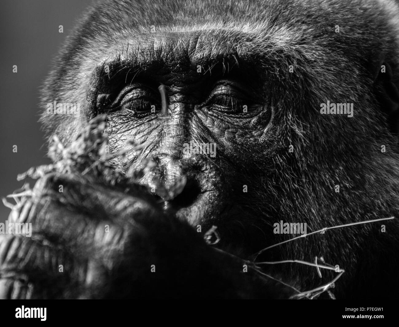 Animal closeups close face facial partial Stock Photo - Alamy